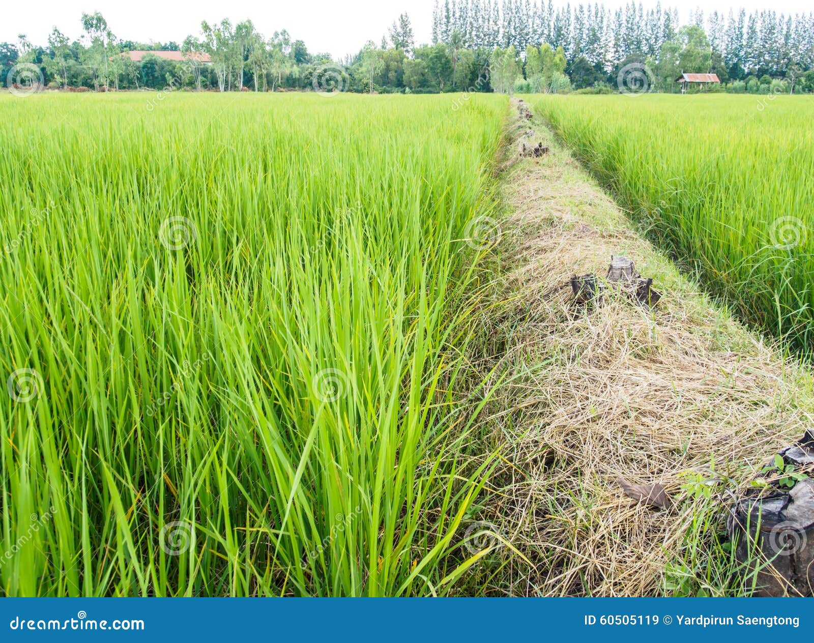 Ridge and rice farm stock image. Image of tree, asia - 60505119