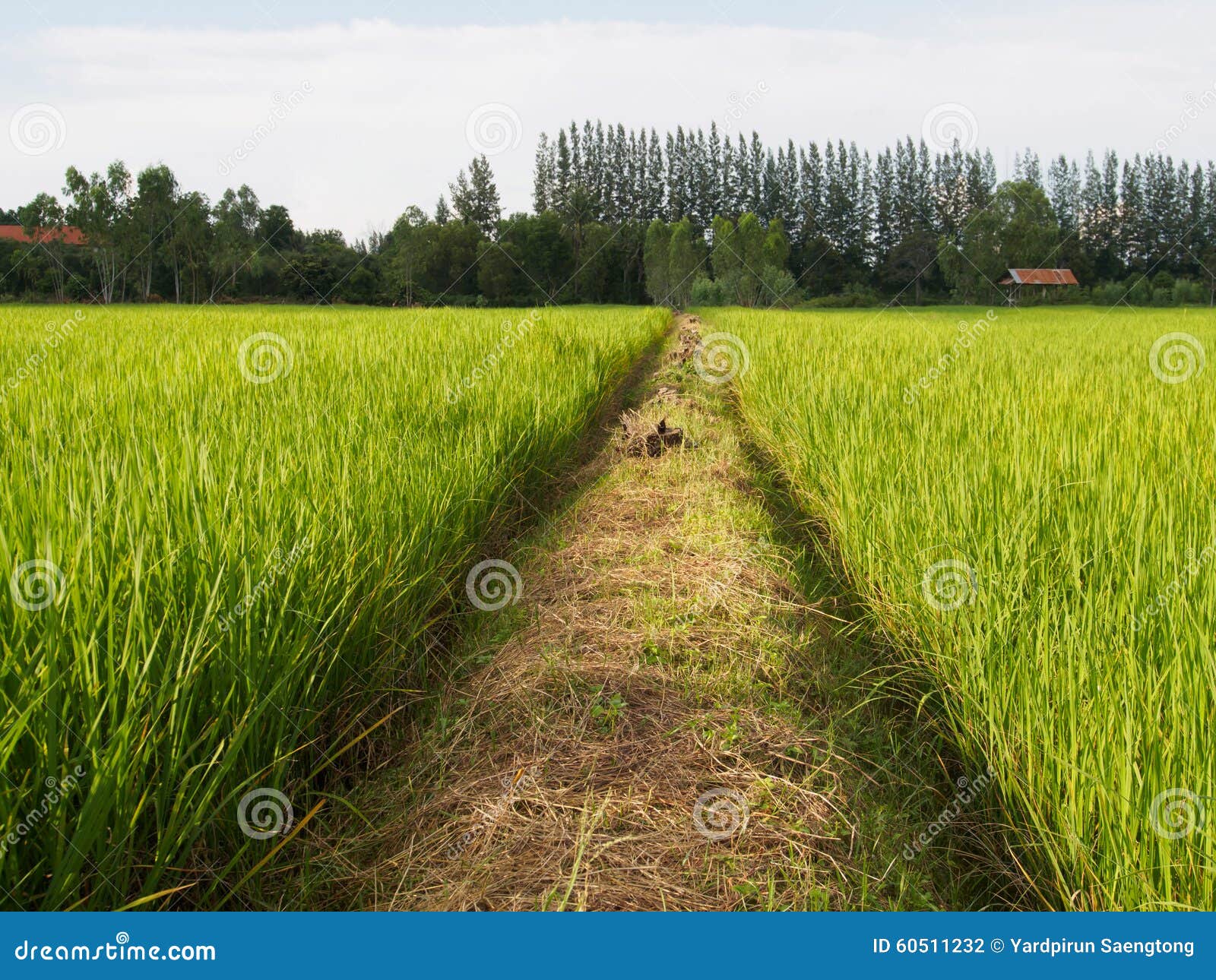 Ridge and rice fram stock photo. Image of agriculture - 60511232