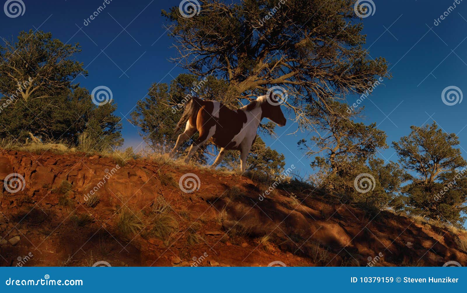 Ridge Runner stock image. Image of paint, pinto, western - 10379159