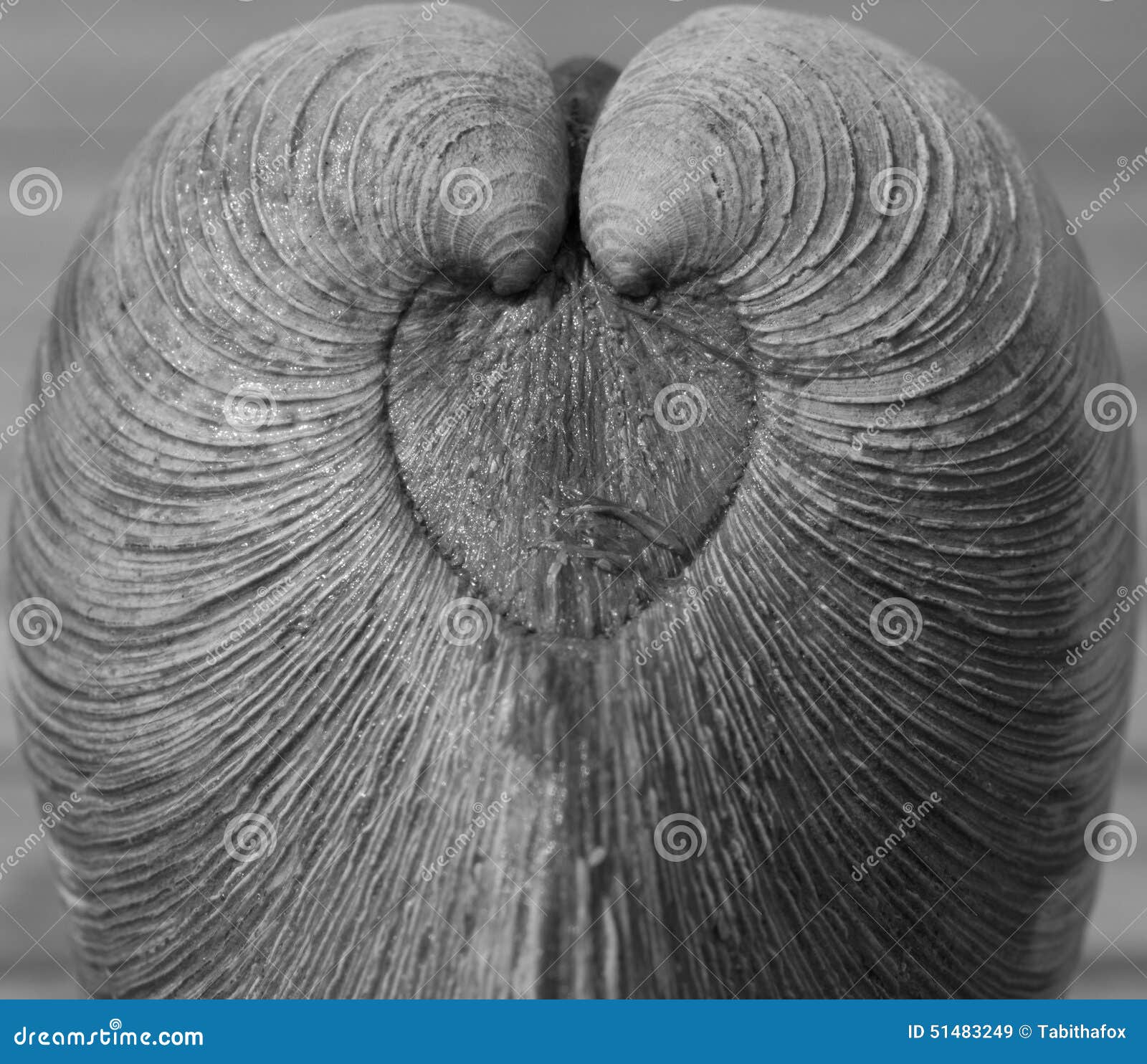 Ridge Shell stock image. Image of ridged, shellfish, beach - 51483249