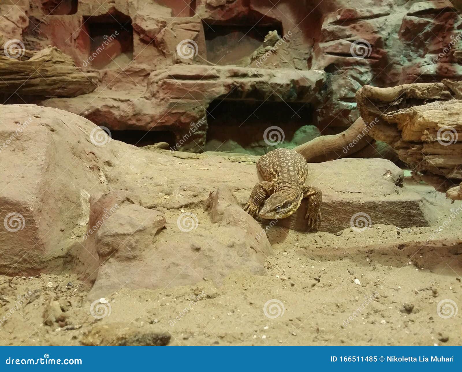 Ridge-Tailed Monitor Lizard & X28;Varanus Acanthiurus Stock Image ...