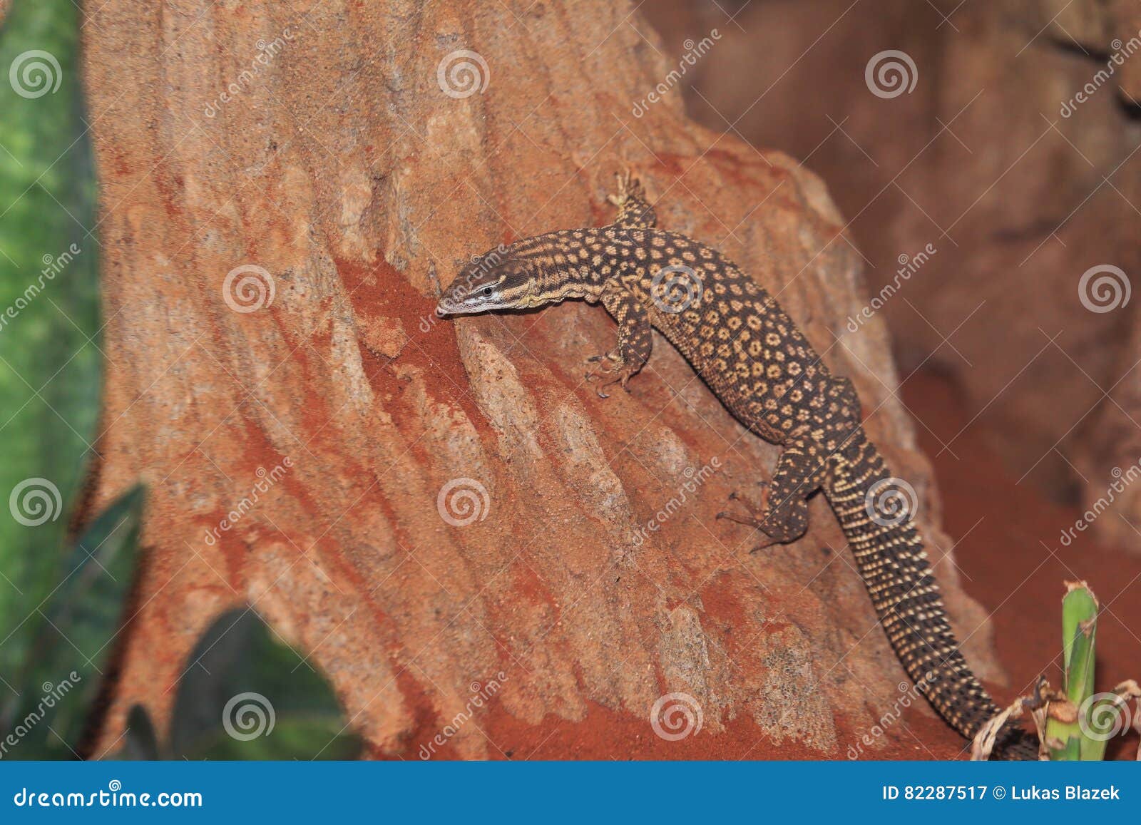 Ridge tailed monitor stock image. Image of ridge, varanus - 82287517