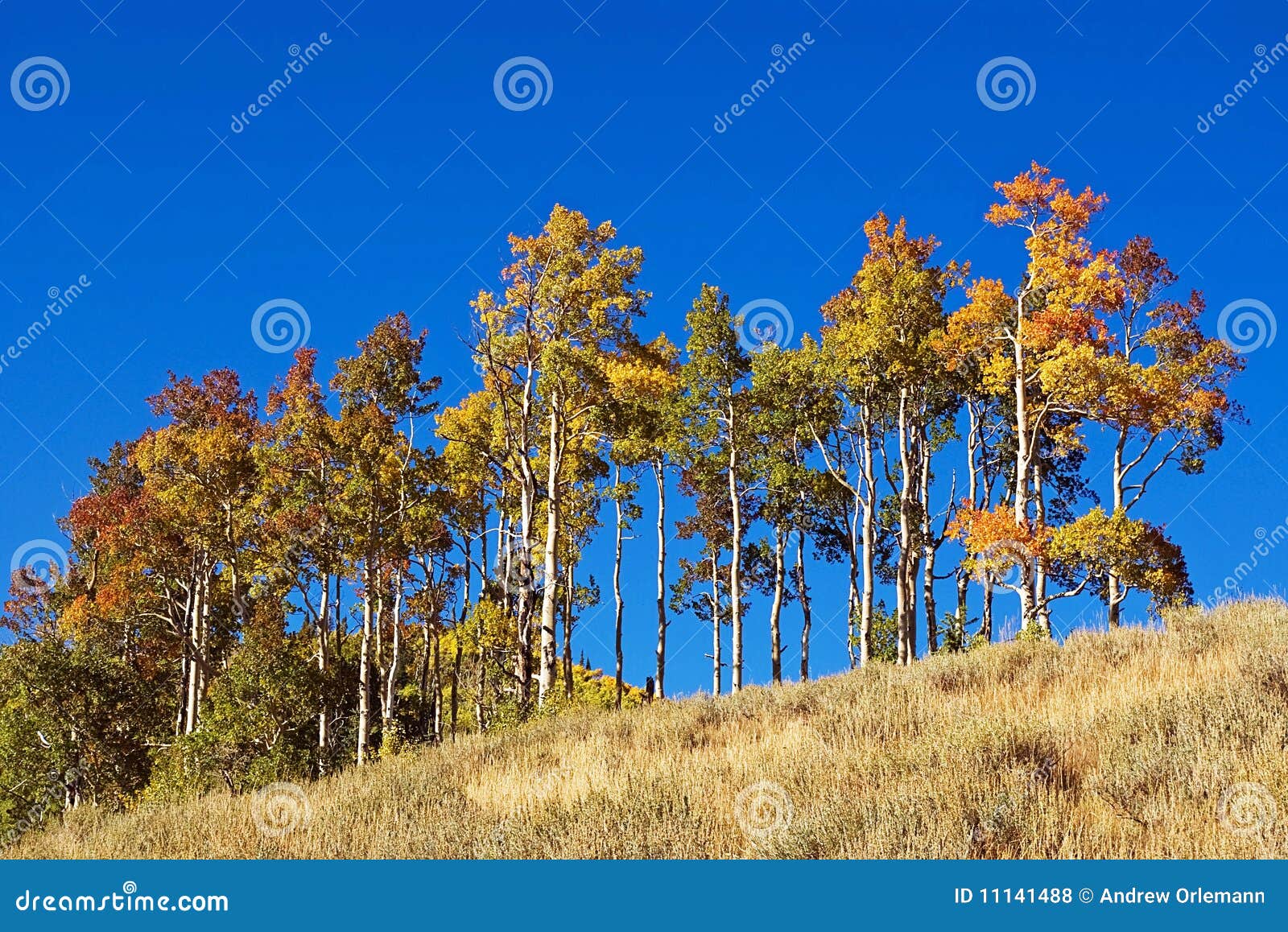 Ridge with Trees stock photo. Image of wood, yellow, autumn - 11141488