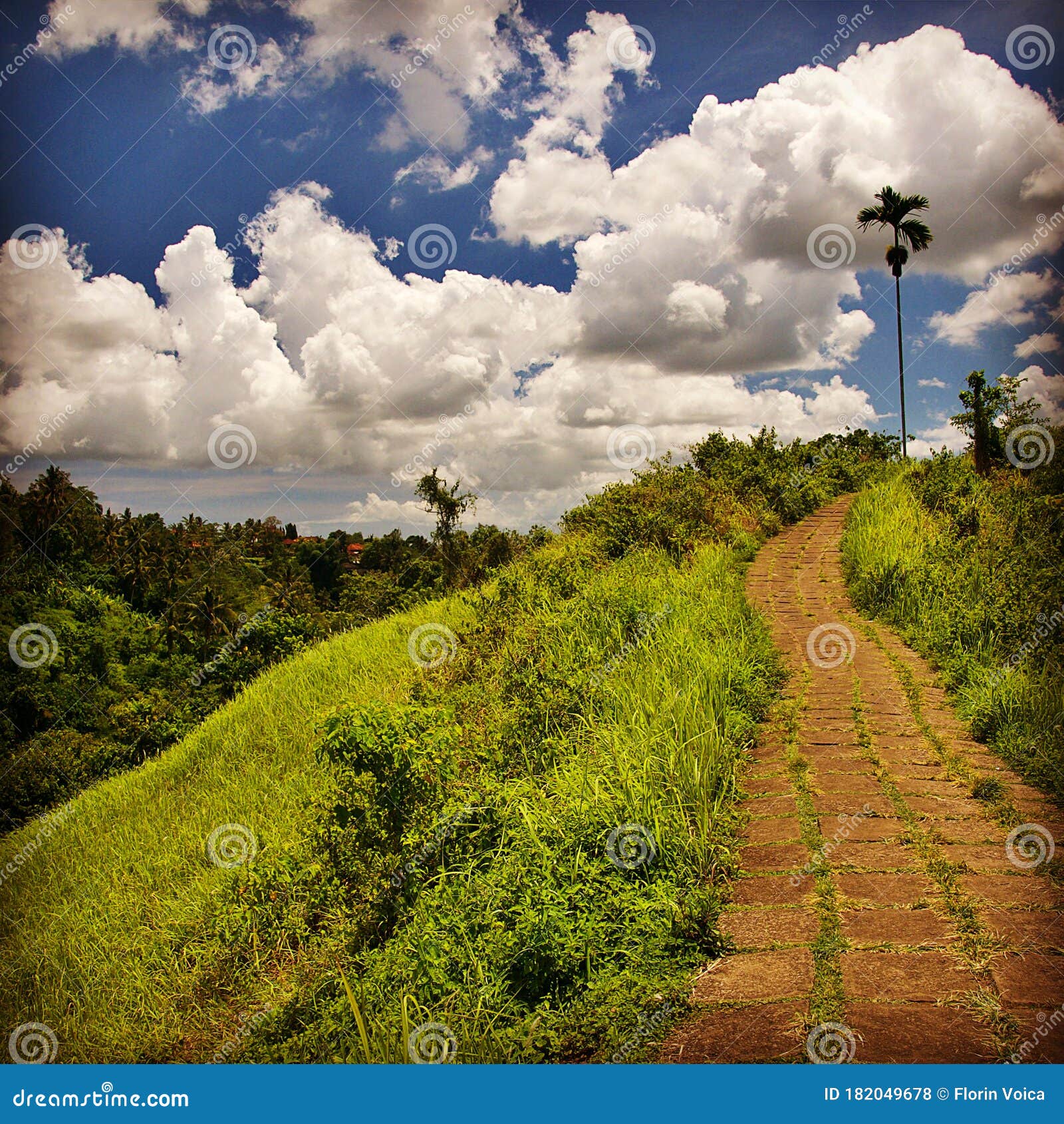 Ridge walk ubud, Bali stock photo. Image of campuhan - 182049678