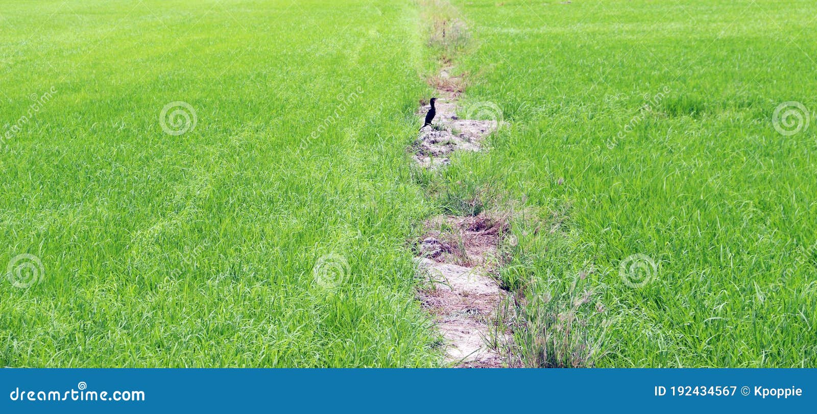 Ridge of rice field stock image. Image of countryside - 192434567