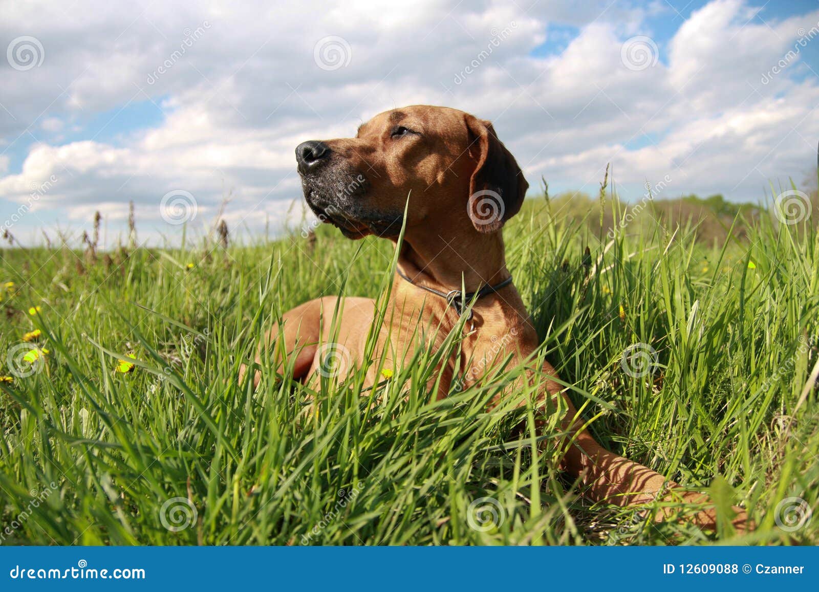 Ridgeback stock photo. Image of ridgeback, animal, rhodesian - 12609088