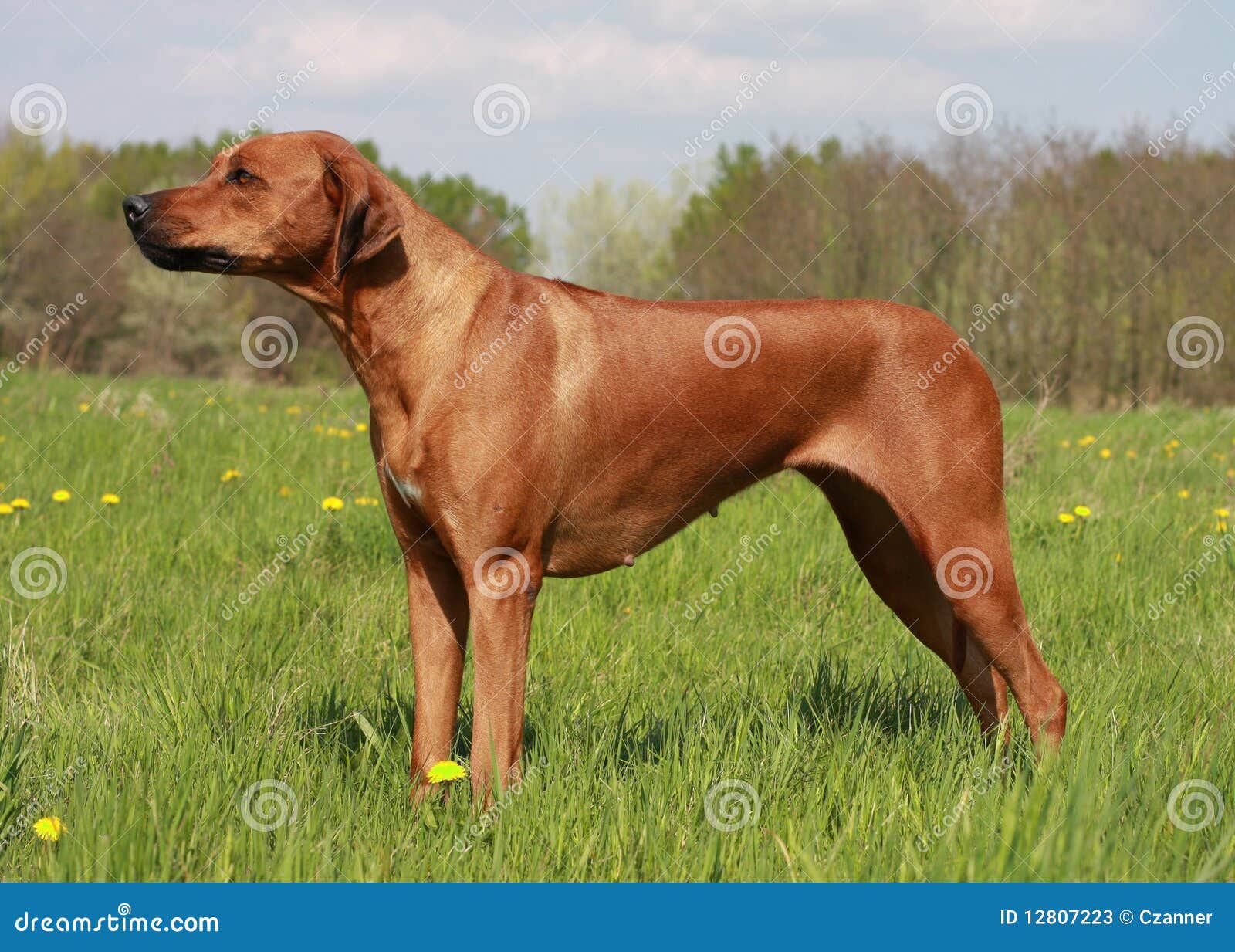 Ridgeback stock image. Image of meadow, animal, chestnut - 12807223