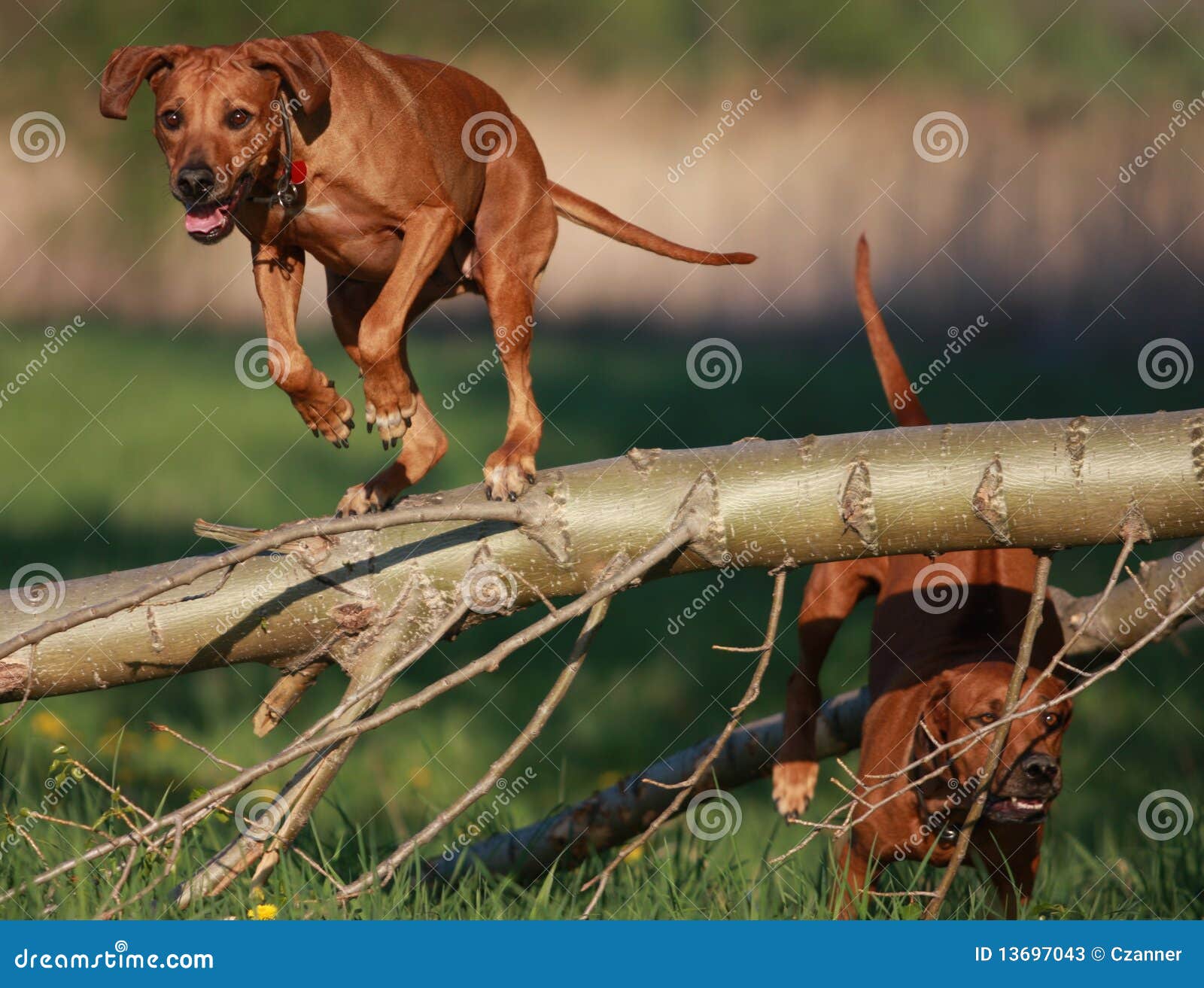 Ridgeback stock image. Image of runs, grassland, action - 13697043