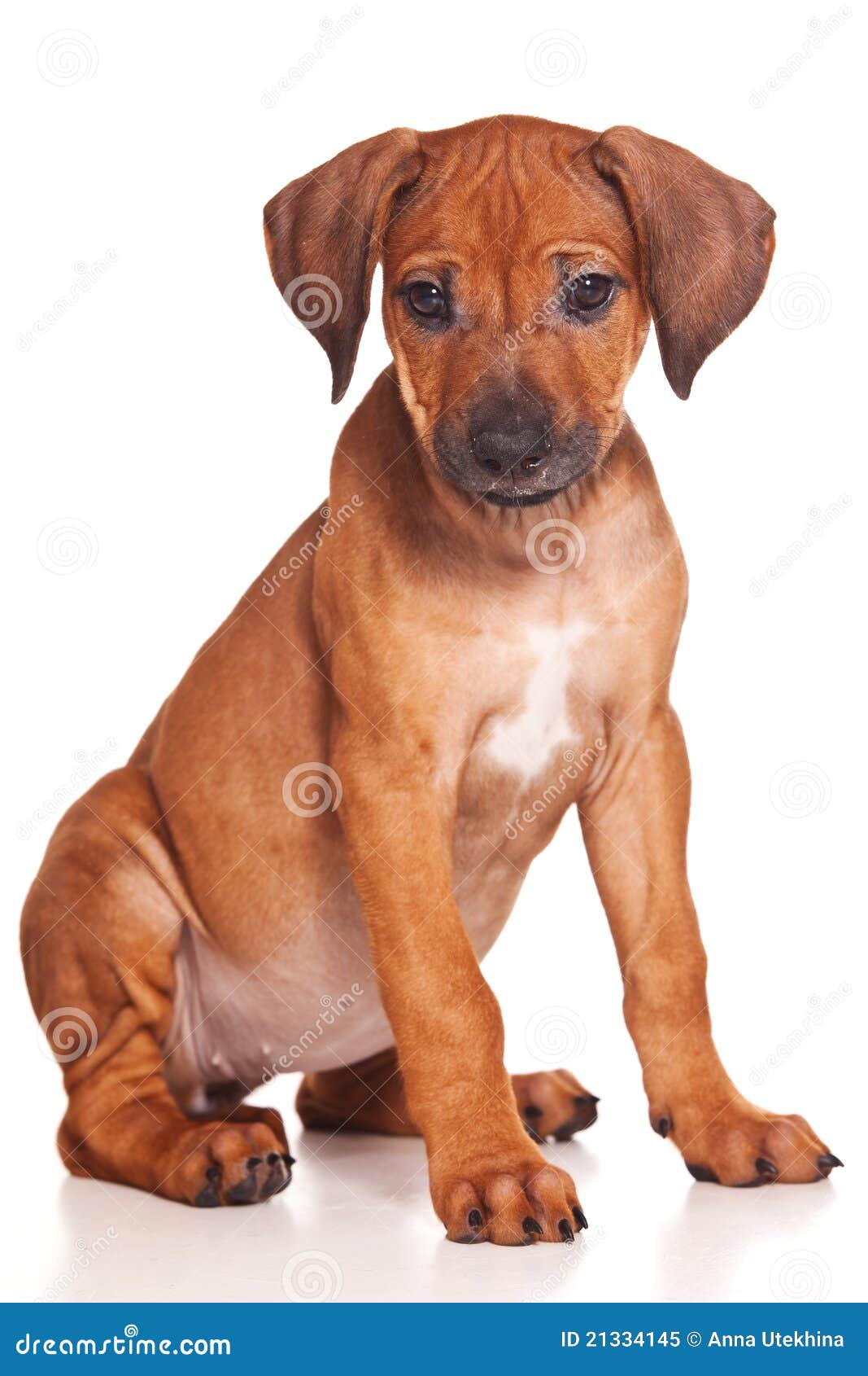 Ridgeback stock image. Image of ridgeback, looking, breed - 21334145