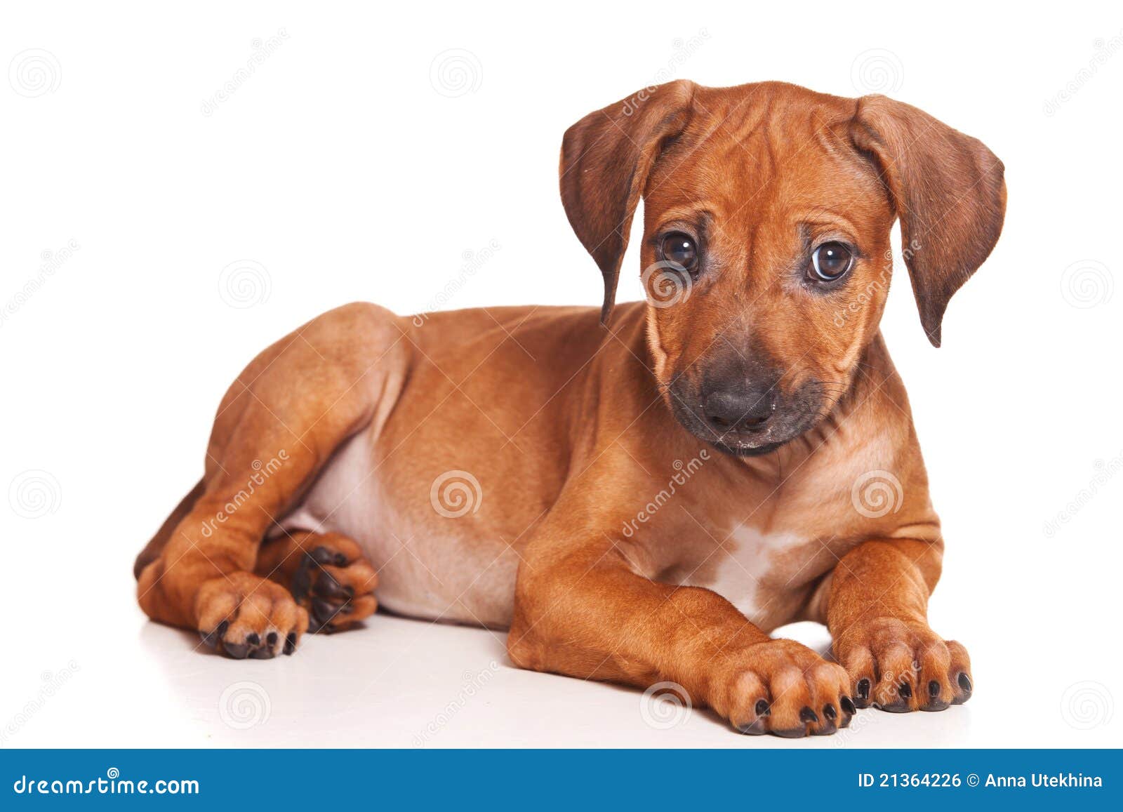 Ridgeback stock photo. Image of purebred, laying, ridgeback - 21364226