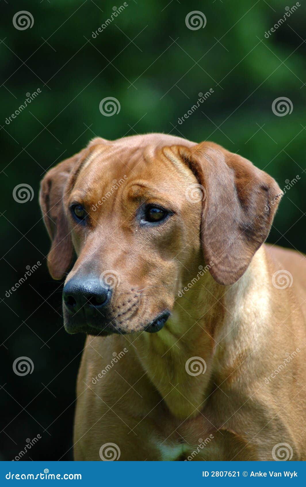 Ridgeback imagen de archivo. Imagen de colmillos, perro - 2807621