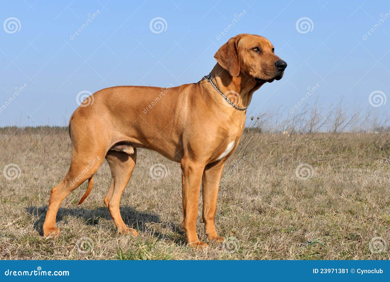 Ridgeback de Rhodesian imagen de archivo. Imagen de caza - 23971381