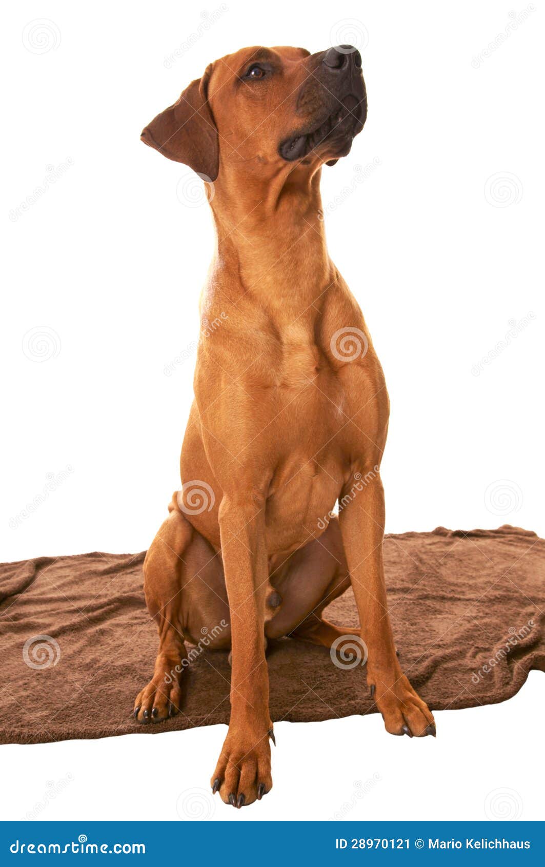 Ridgeback de Rhodesian imagen de archivo. Imagen de protector - 28970121