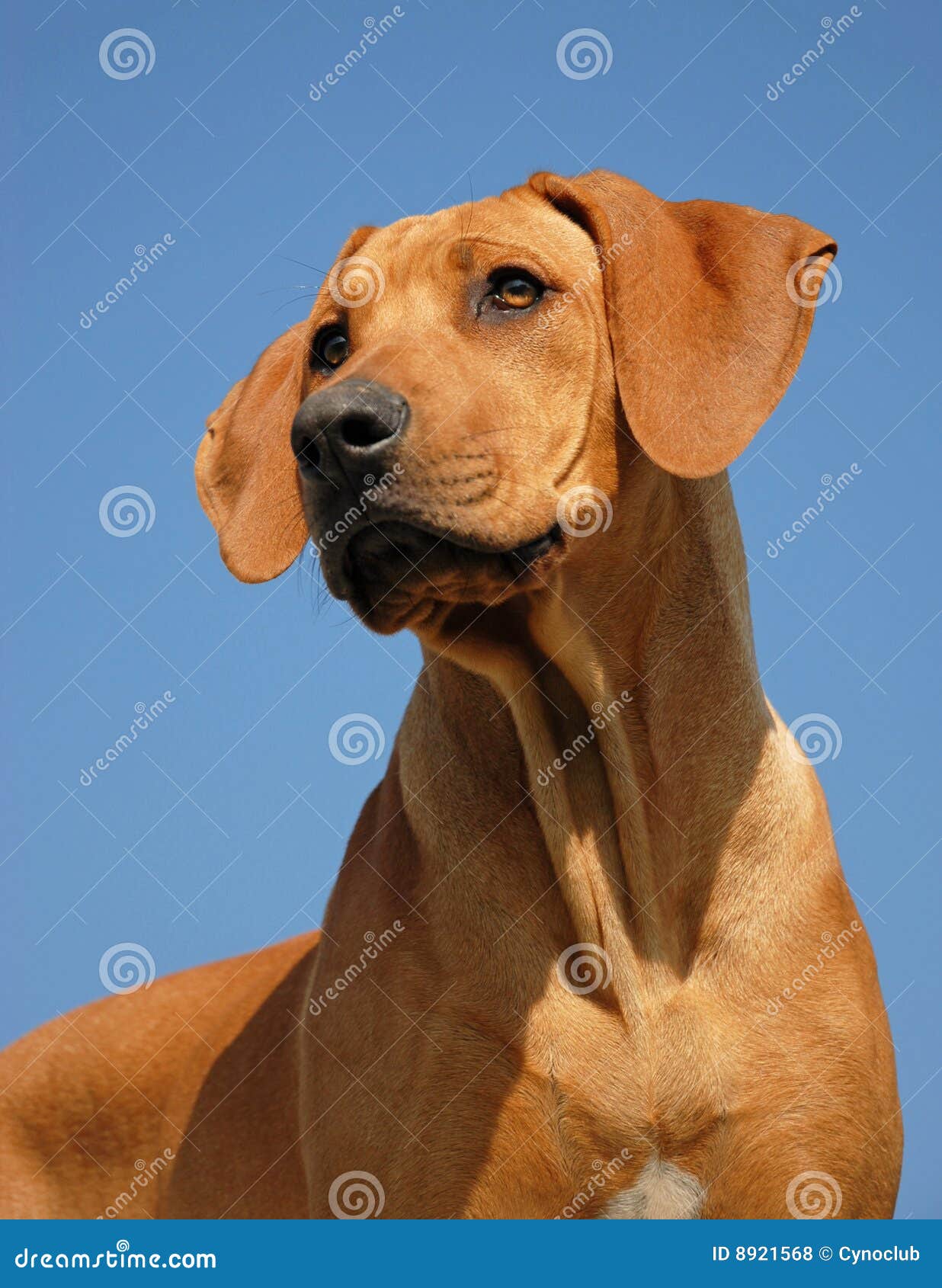 Ridgeback De Rhodesian Del Perrito Foto de archivo - Imagen de joven ...