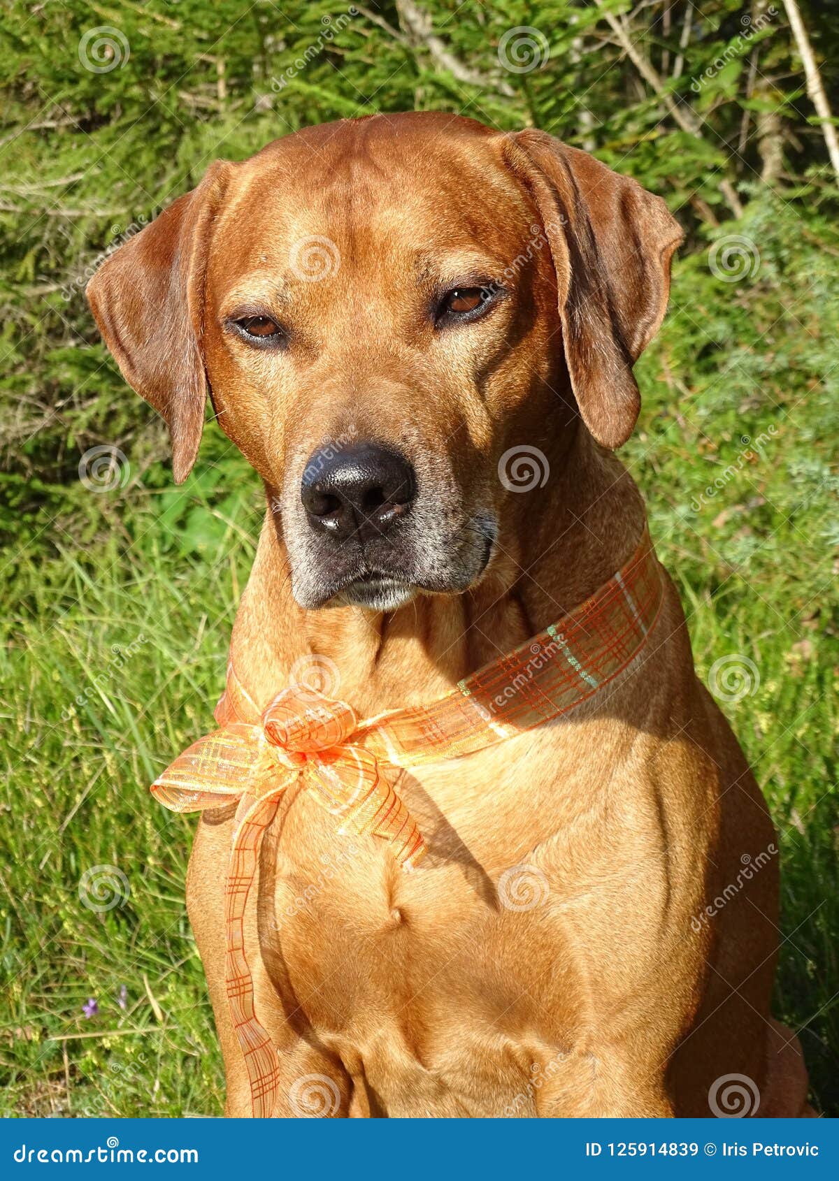 Ridgeback De Rhodesian Del Perro Y Cinta Anaranjada Imagen de archivo ...