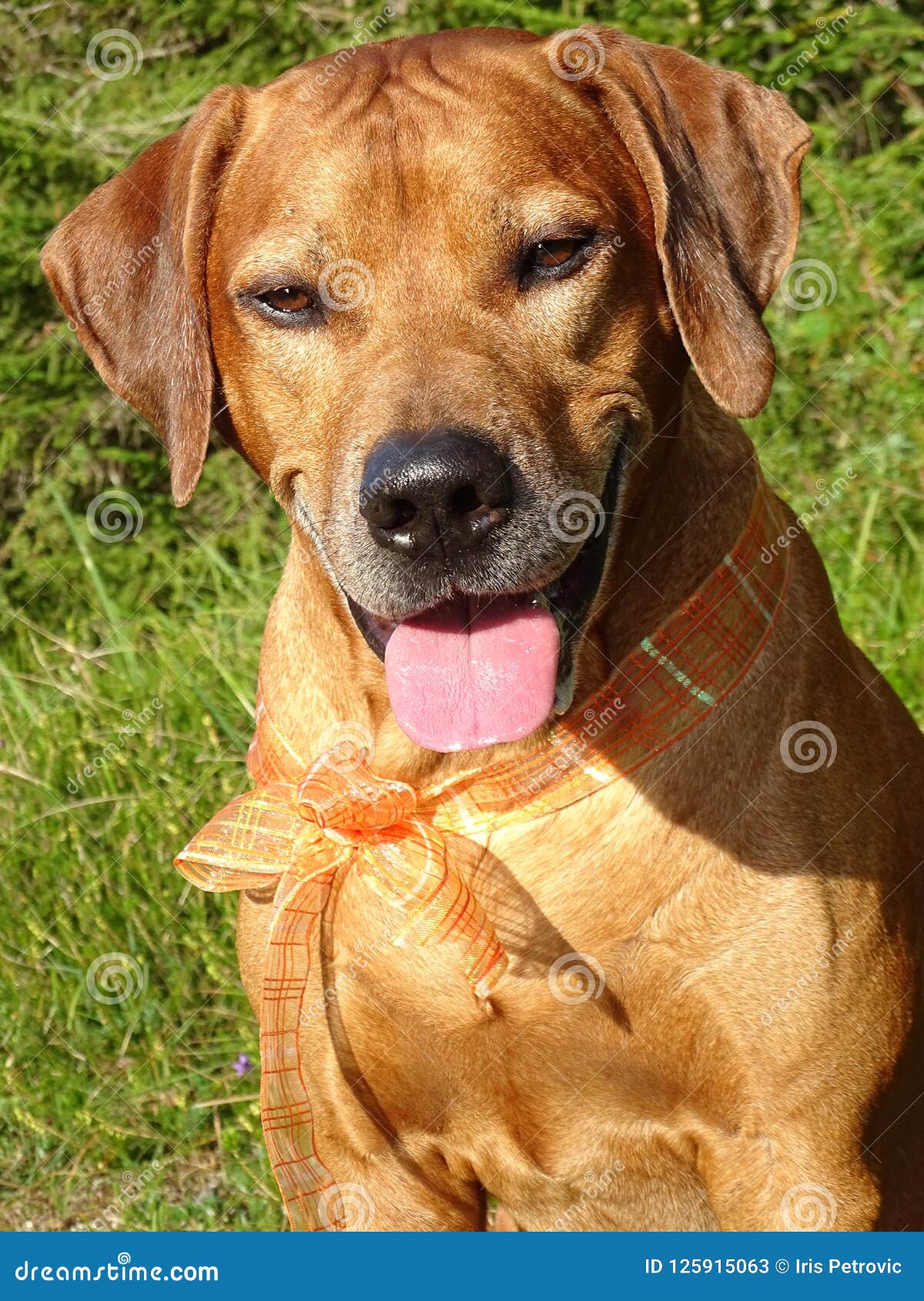 Ridgeback De Rhodesian Del Perro Y Cinta Anaranjada Imagen de archivo ...