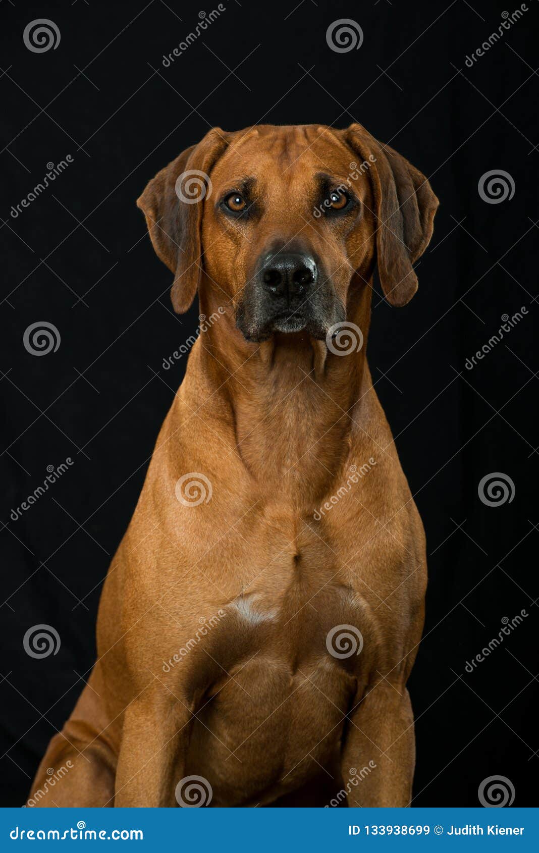Ridgeback De Rhodesian En Fondo Negro Imagen de archivo - Imagen de ...
