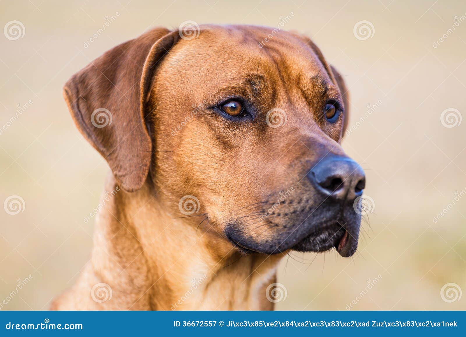 Ridgeback dog stock image. Image of outdoors, purebred - 36672557
