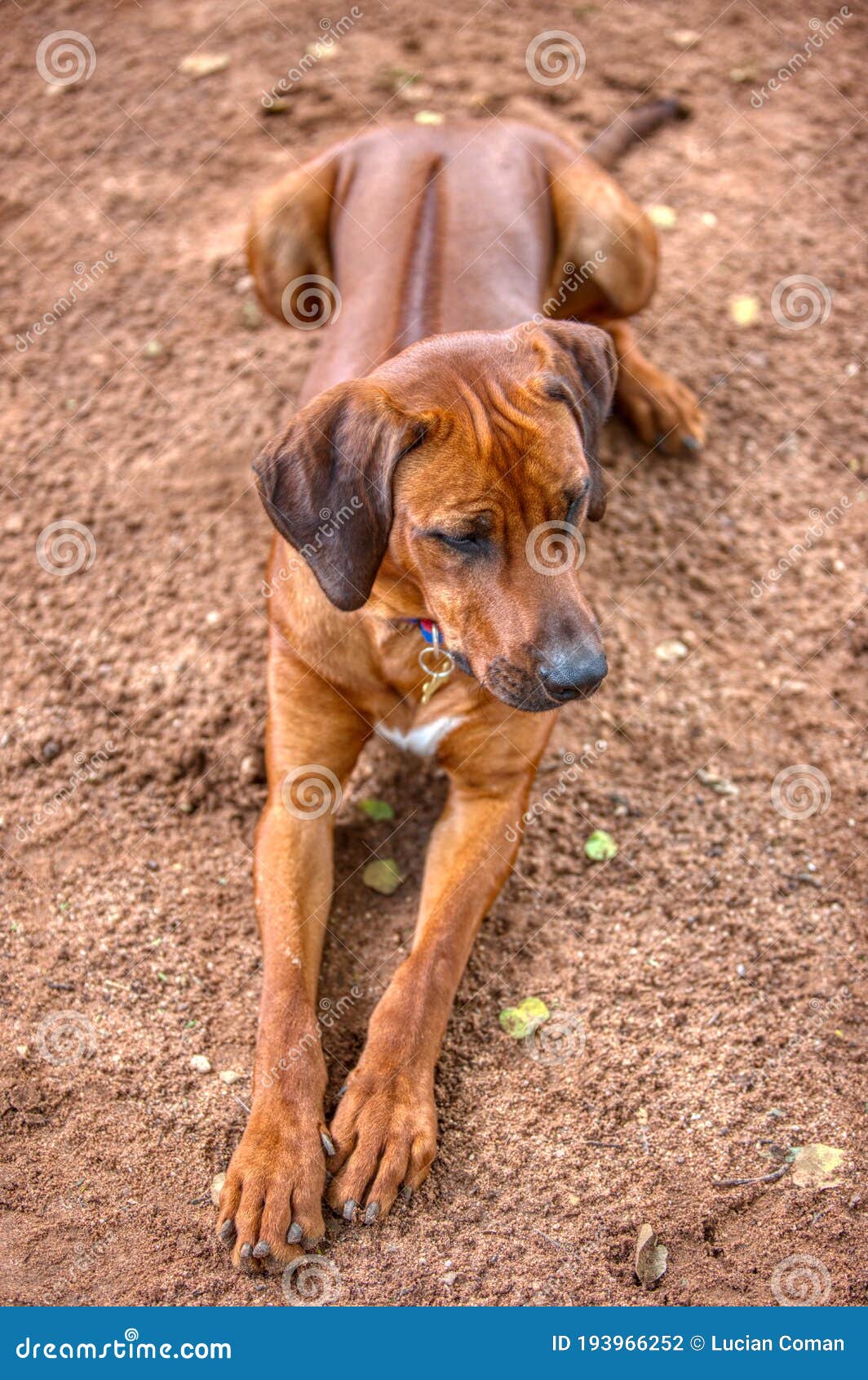 Ridgeback dog stock photo. Image of head, ridge, pedigreed - 193966252