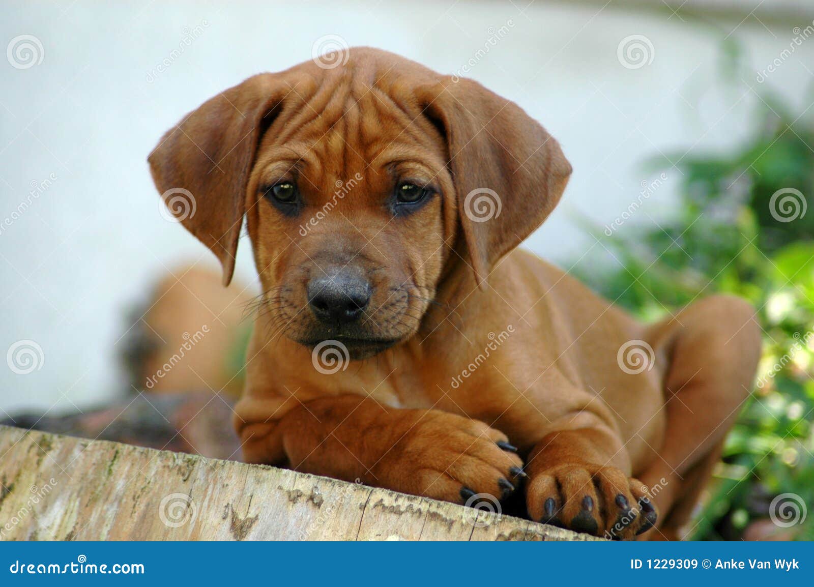 Ridgeback puppy stock image. Image of heads, hounds, breed - 1229309