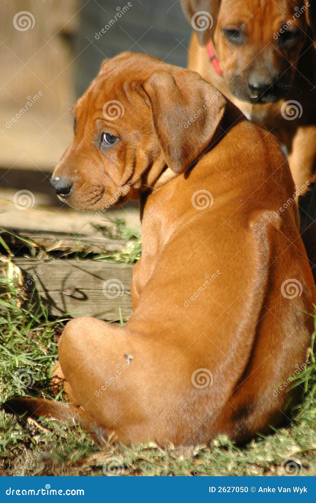 Ridgeback puppy stock photo. Image of dogs, expression - 2627050