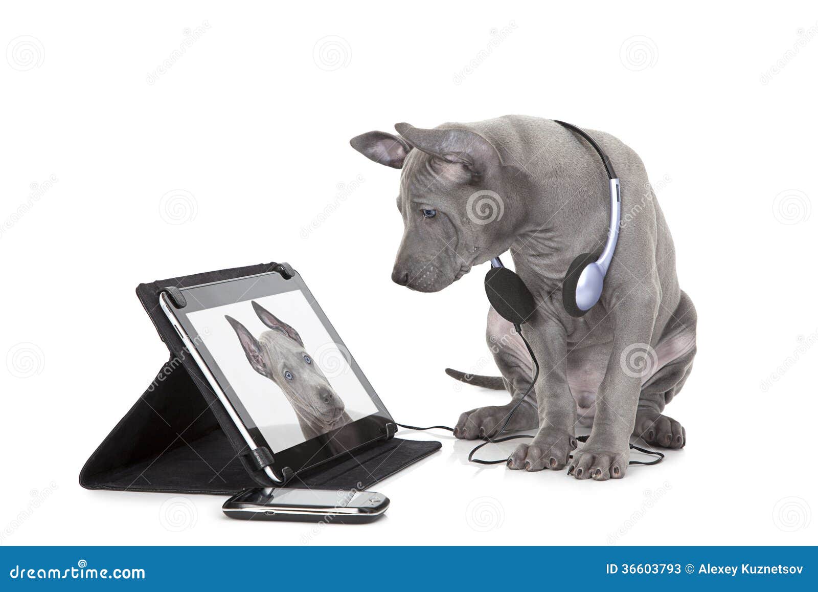 Bulldog Using Computer