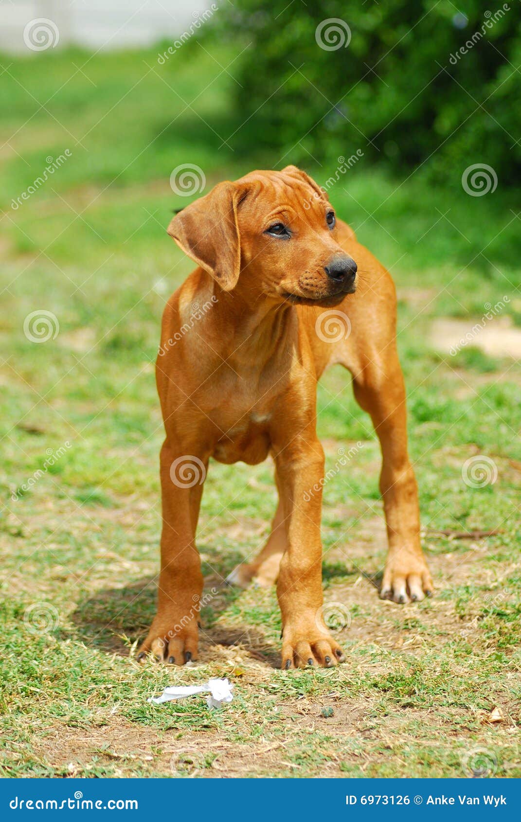 Ridgeback Rhodesian De Chiot Photo stock - Image du chien, chiens: 6973126