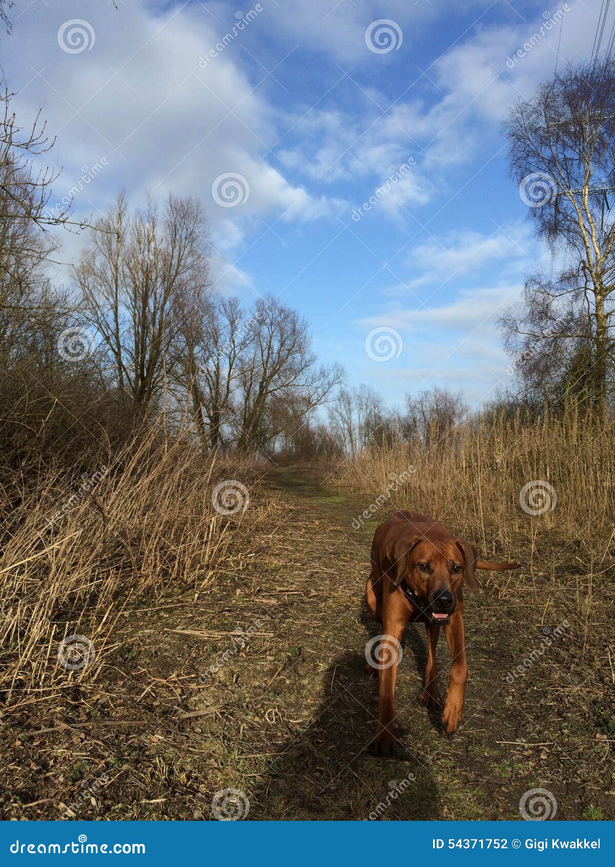 Ridgeback Rhodesian Del Perro Corriente Foto de archivo - Imagen de ...