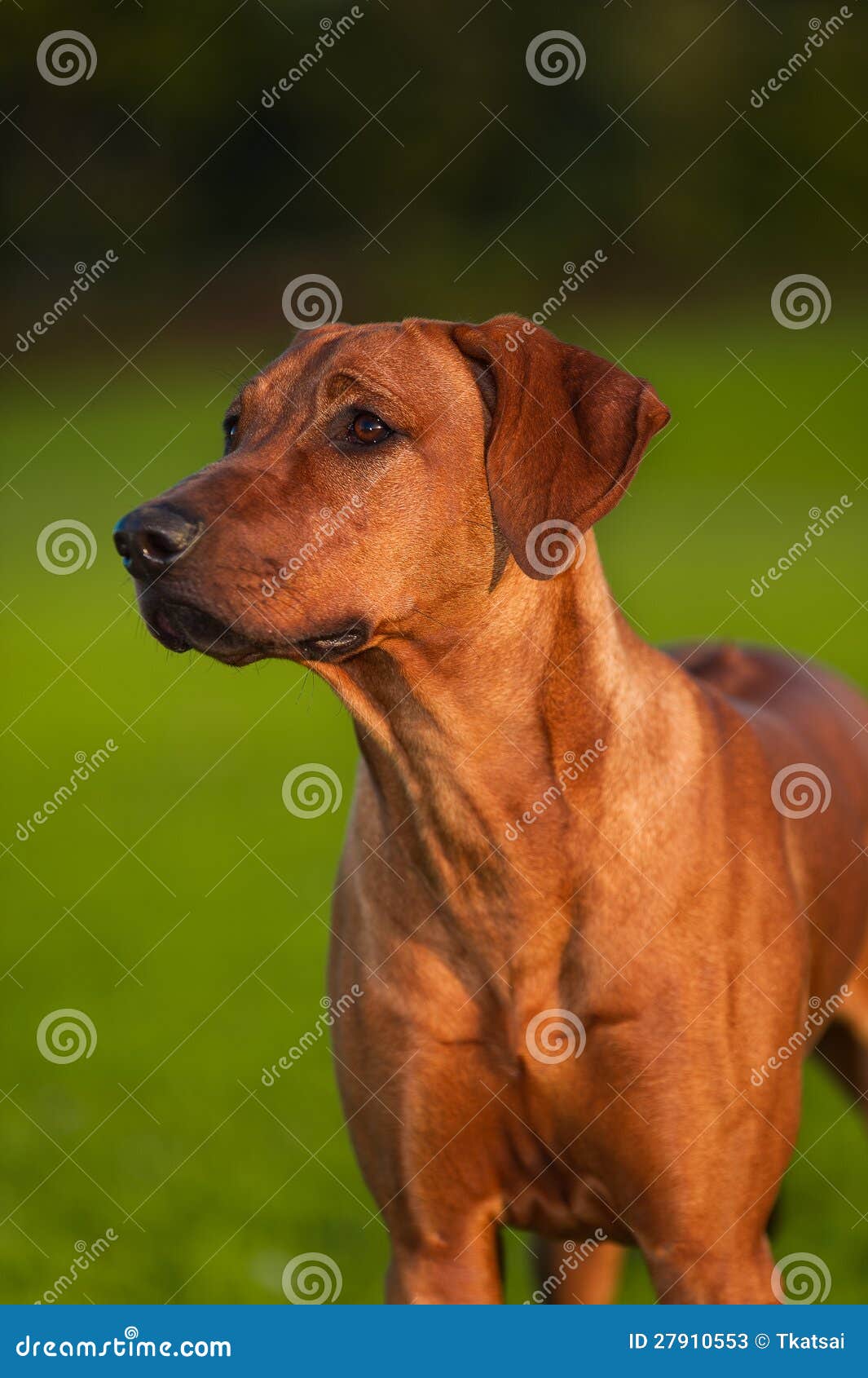Ridgeback Rhodesian Del Perro Hermoso Imagen de archivo - Imagen de ...