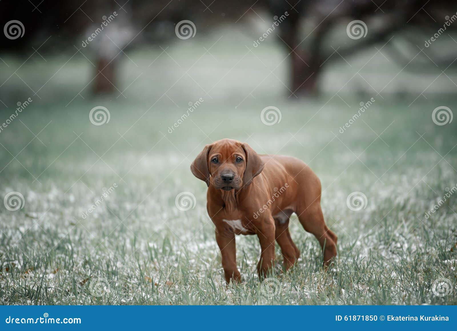 Ridgeback Rhodesian Del Perro Hermoso Foto de archivo - Imagen de ...