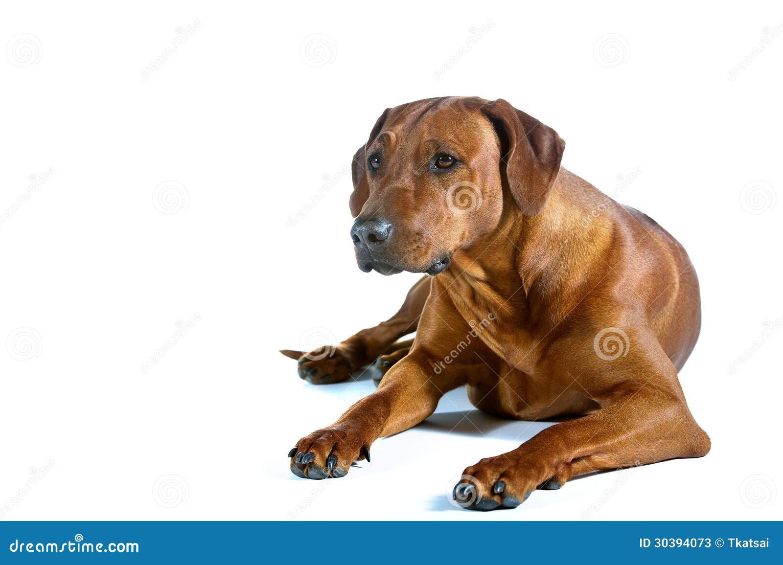 Ridgeback Rhodesian Del Perro Joven Hermoso En Blanco Imagen de archivo ...