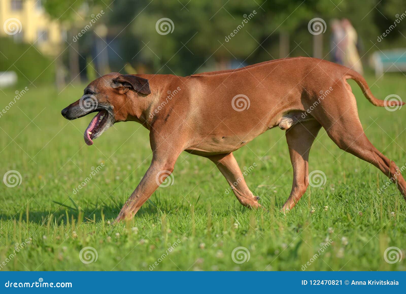 Ridgeback Rhodesian Del Perro Para Un Paseo Imagen de archivo - Imagen ...