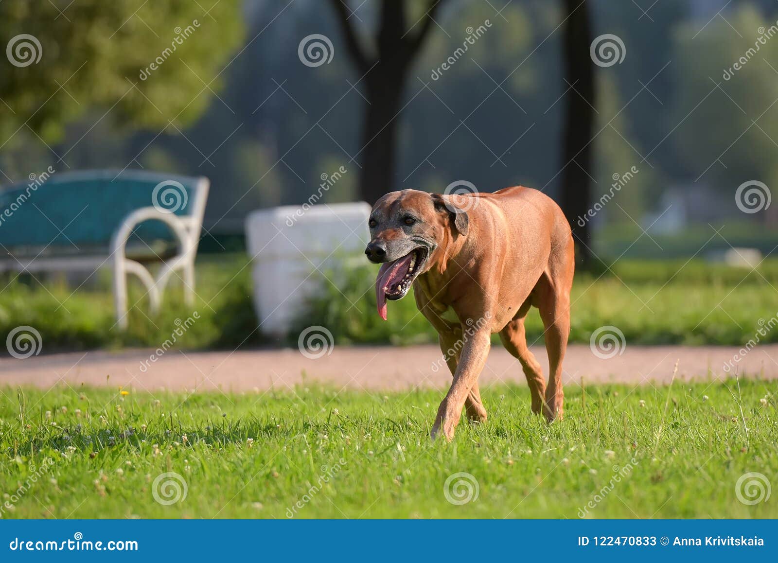 Ridgeback Rhodesian Del Perro Para Un Paseo Imagen de archivo - Imagen ...