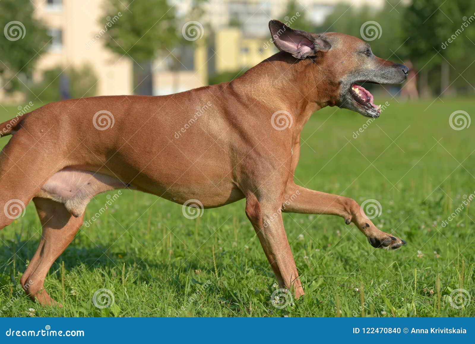 Ridgeback Rhodesian Del Perro Para Un Paseo Foto de archivo - Imagen de ...