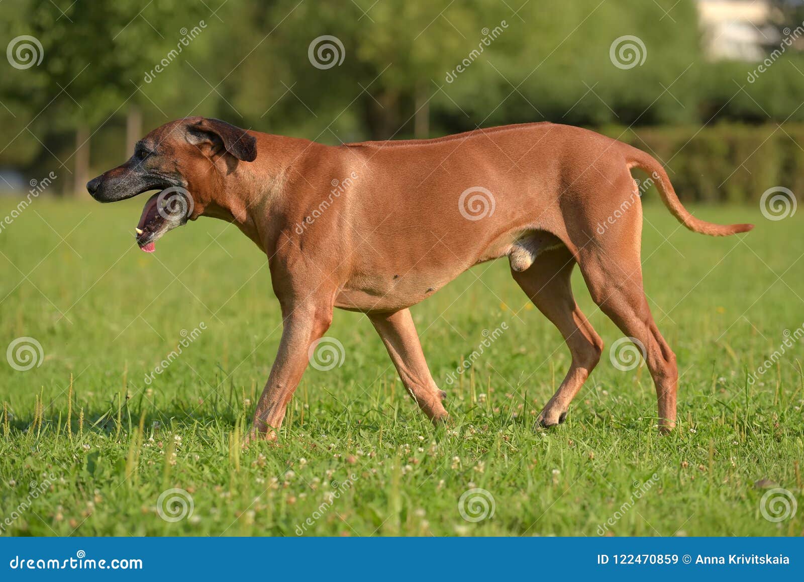 Ridgeback Rhodesian Del Perro Para Un Paseo Imagen de archivo - Imagen ...