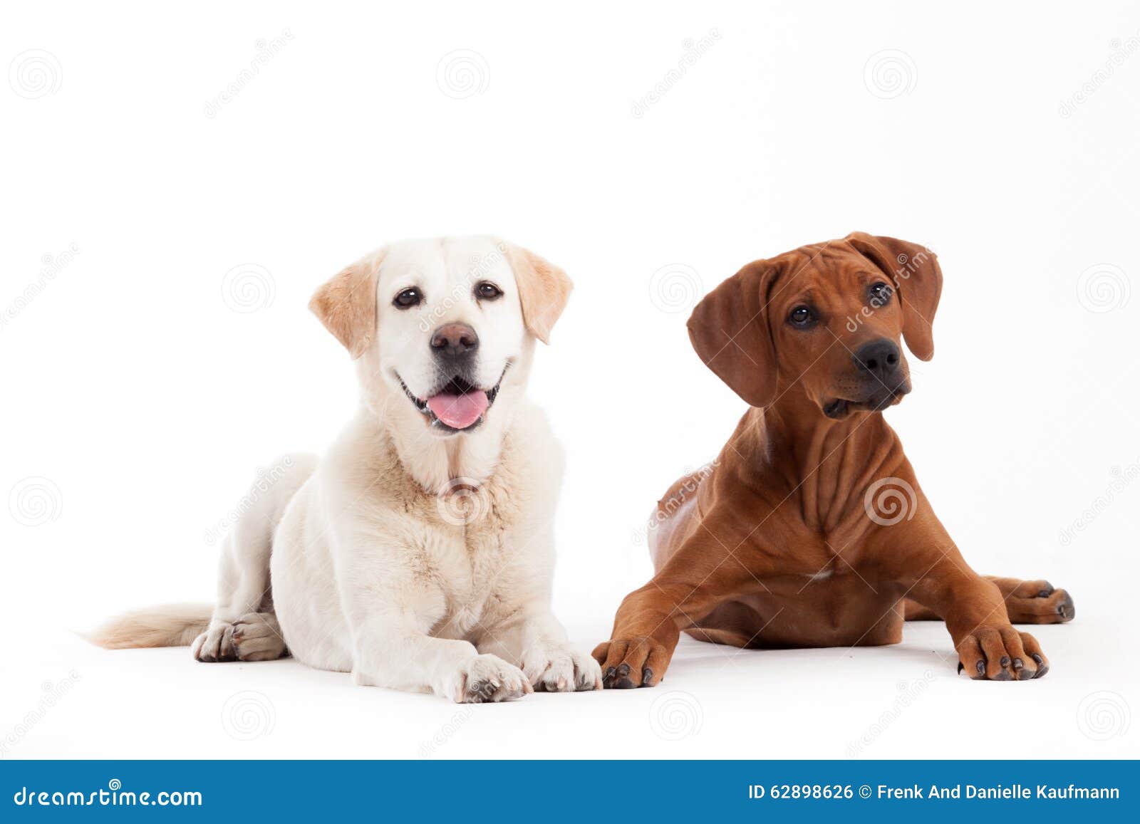 Ridgeback Y Golden Retriever De Rhodesian Foto de archivo - Imagen de ...