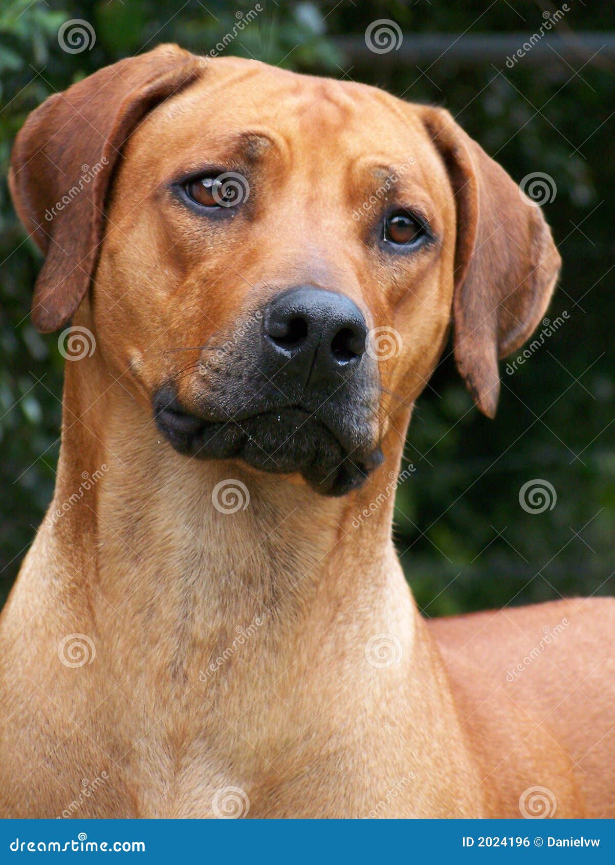 Ridgeback02 stock photo. Image of dogs, mammal, playfull - 2024196