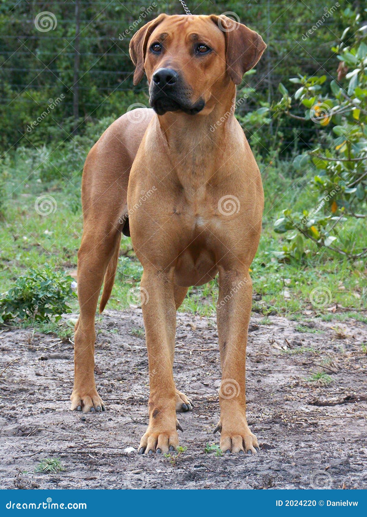 Ridgeback03 stock photo. Image of rifrig, happy, guard - 2024220