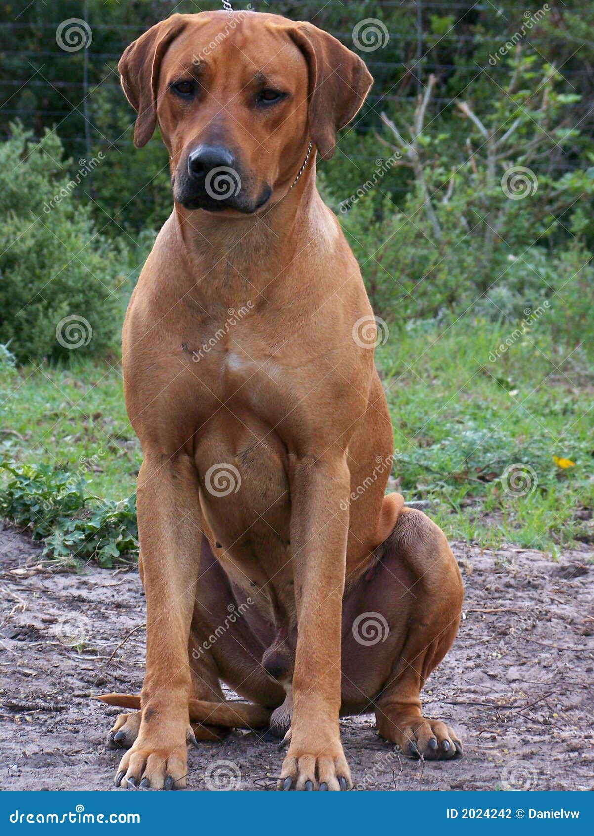 Ridgeback05 stock photo. Image of sitting, waiting, face - 2024242