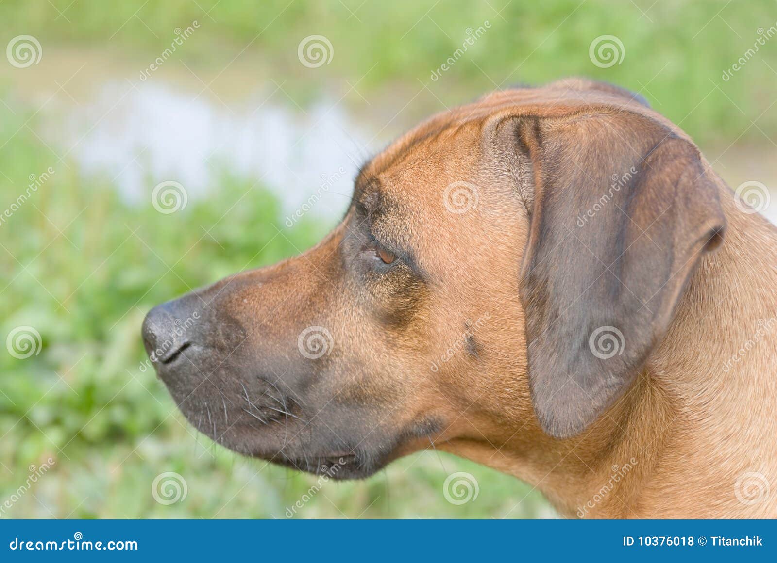 Ridgebacks stock photo. Image of face, animals, doggy - 10376018