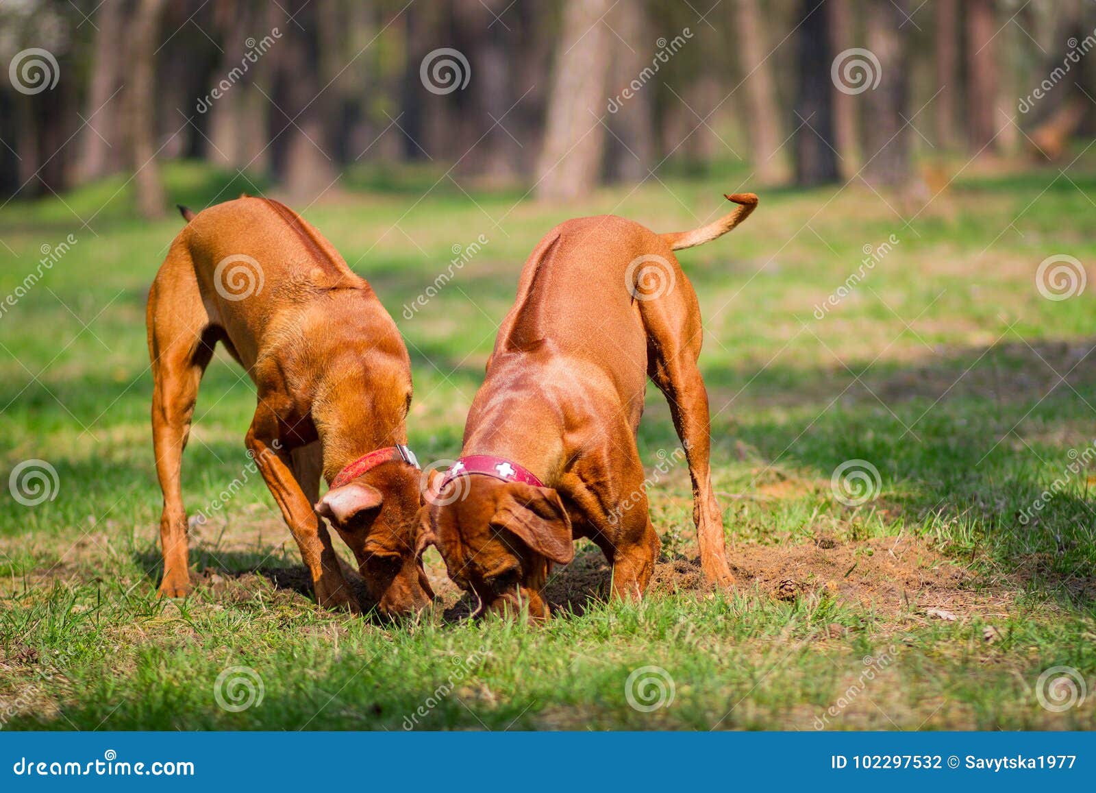 Ridgebacks di Rhodesian fotografia stock. Immagine di segugio - 102297532
