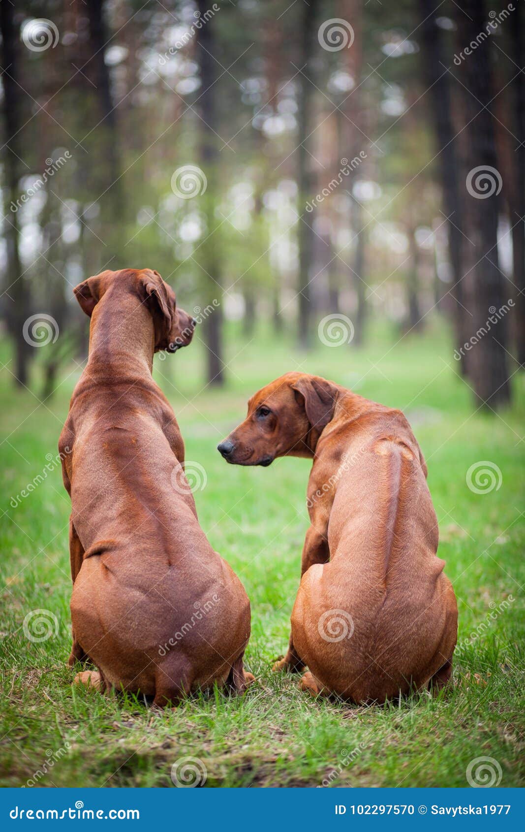 Ridgebacks di Rhodesian fotografia stock. Immagine di cresta - 102297570