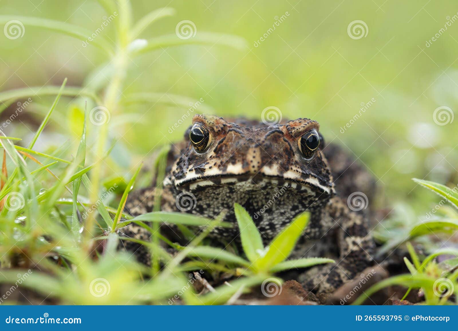 Ridged Toad Front Face Duttaphrynus Parietalis, Maharashtra Stock Image ...
