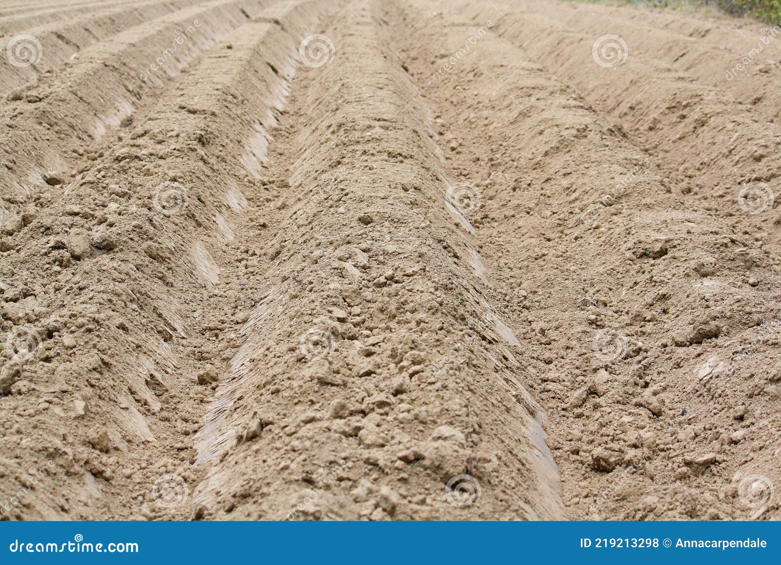 The Ridges and Furrows of a Newly Planted Potato Field Stock Photo ...