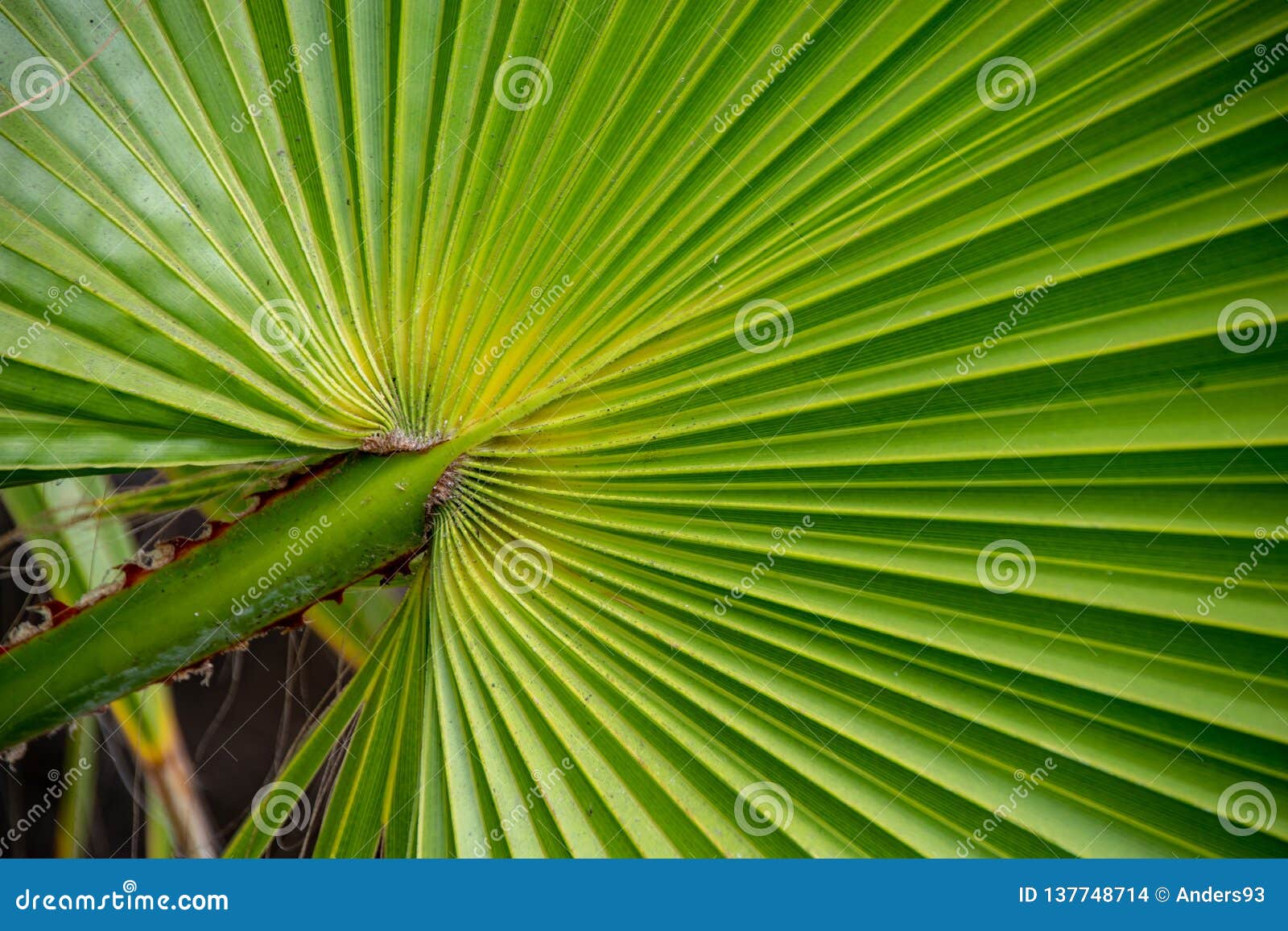 Close Up of Palm Tree Leaf Ridges Stock Photo - Image of decorative ...