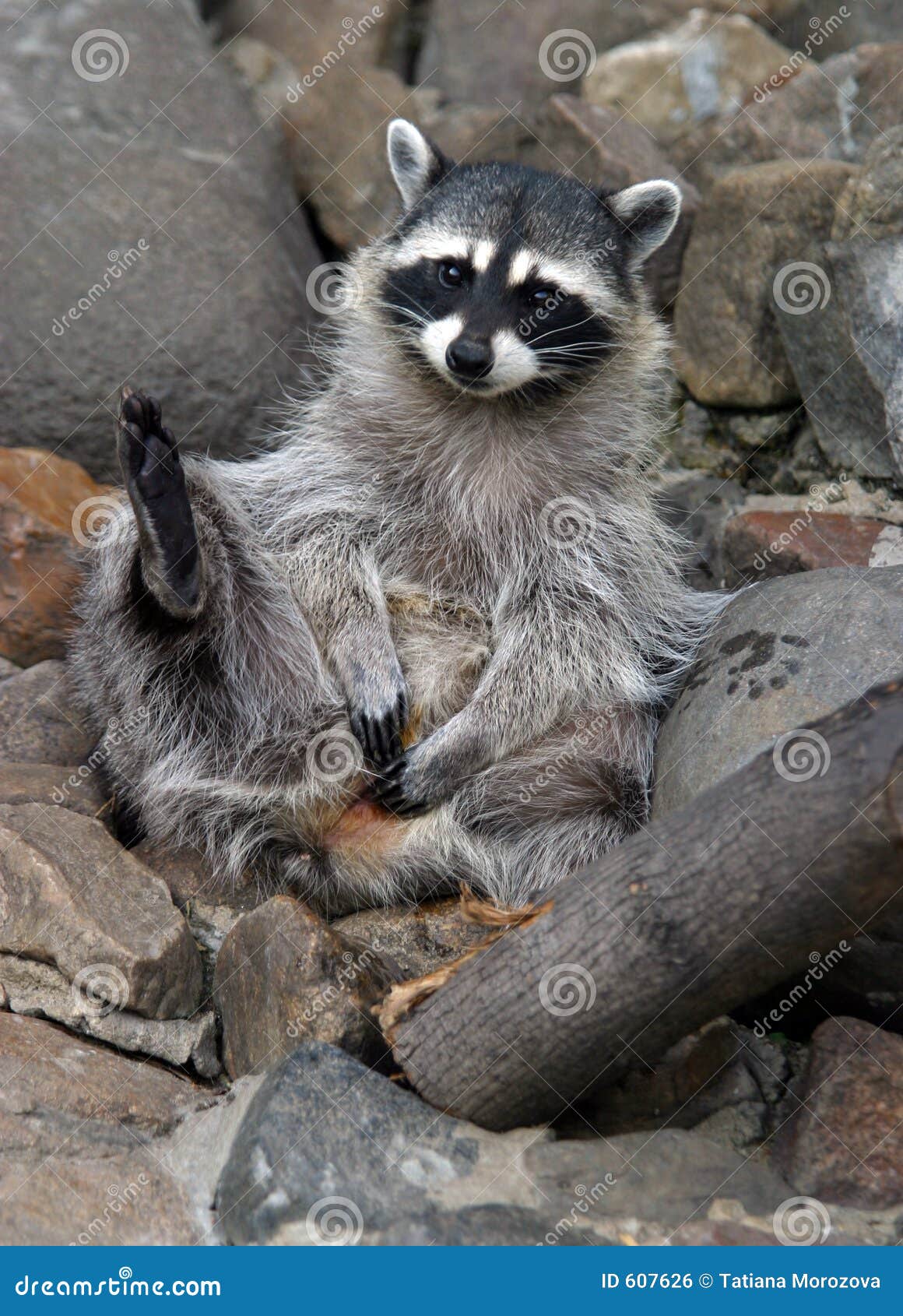 Raccoon Trapped In A Cage Looking At Viewer Royalty-Free Stock ...