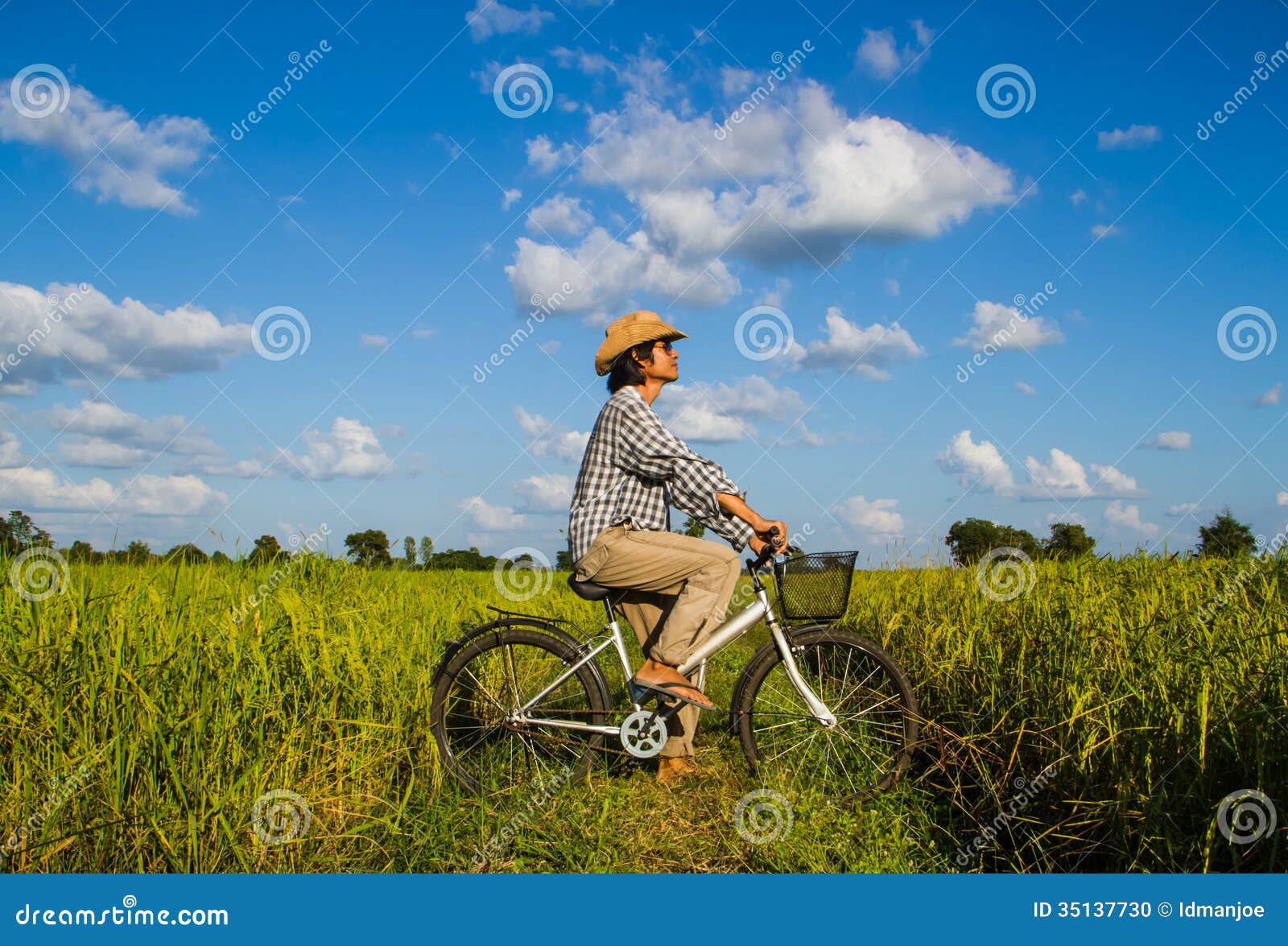 Riding Bicycle in the Rice Field Stock Photo - Image of retro, harvest ...