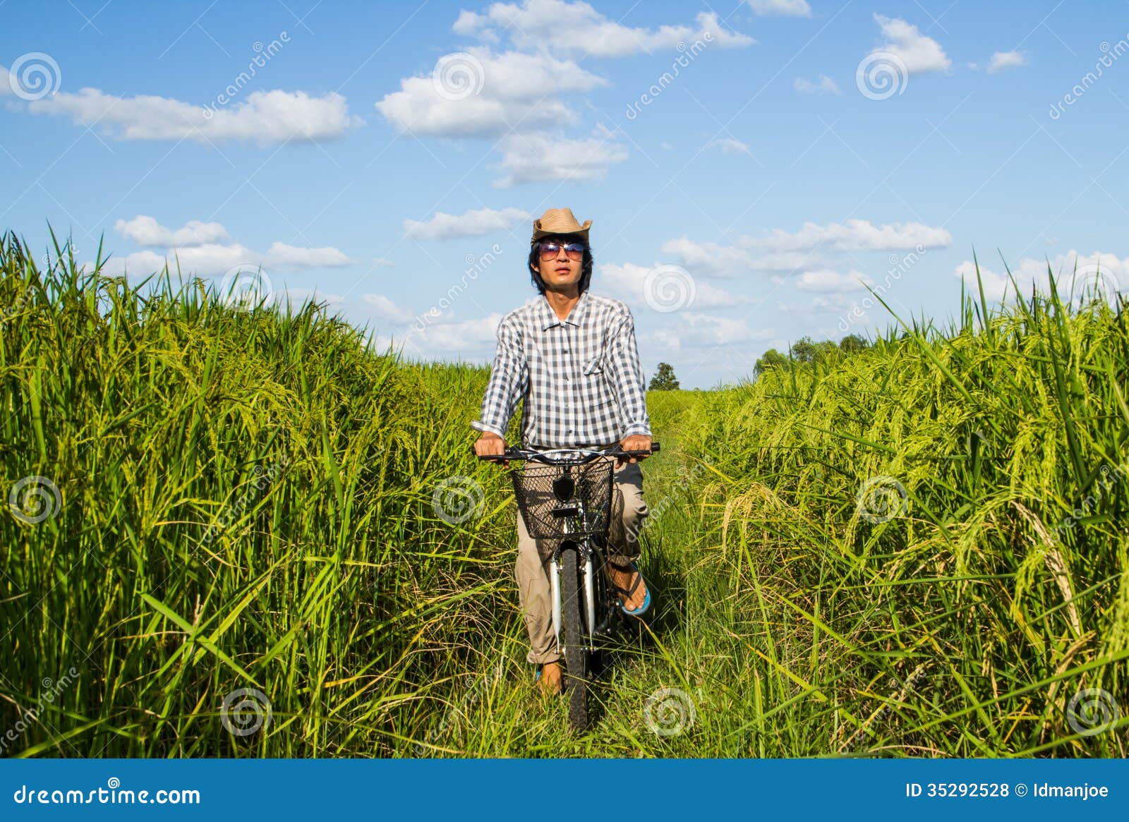 Riding Bicycle in the Rice Field Stock Photo - Image of giang, bike ...