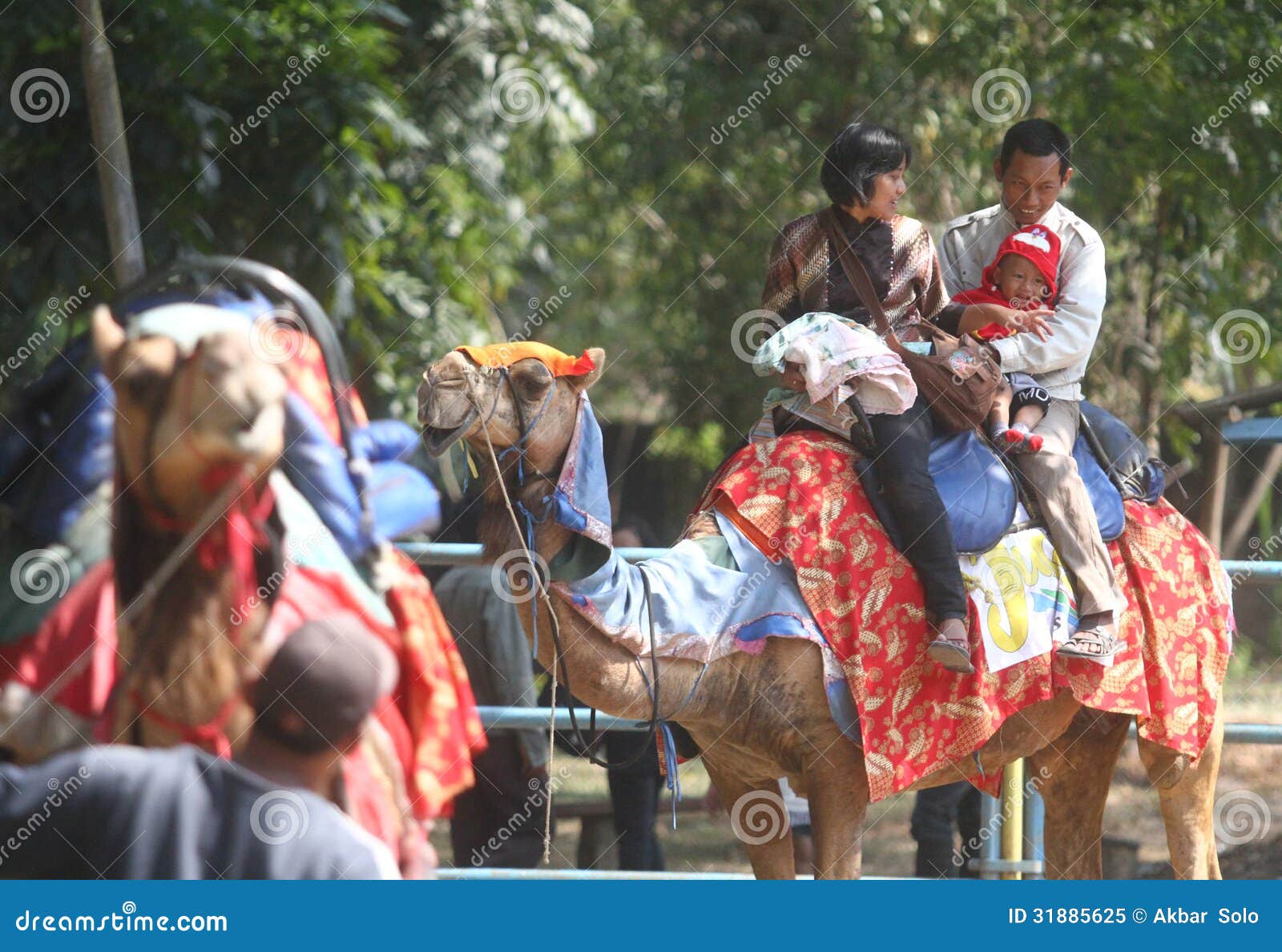 Riding camel editorial image. Image of asia, desert, newborn - 31885625