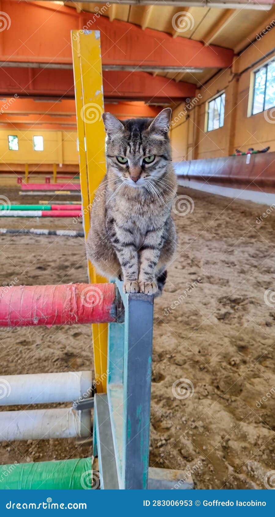 Riding cats stock image. Image of animal, curious, lovely - 283006953